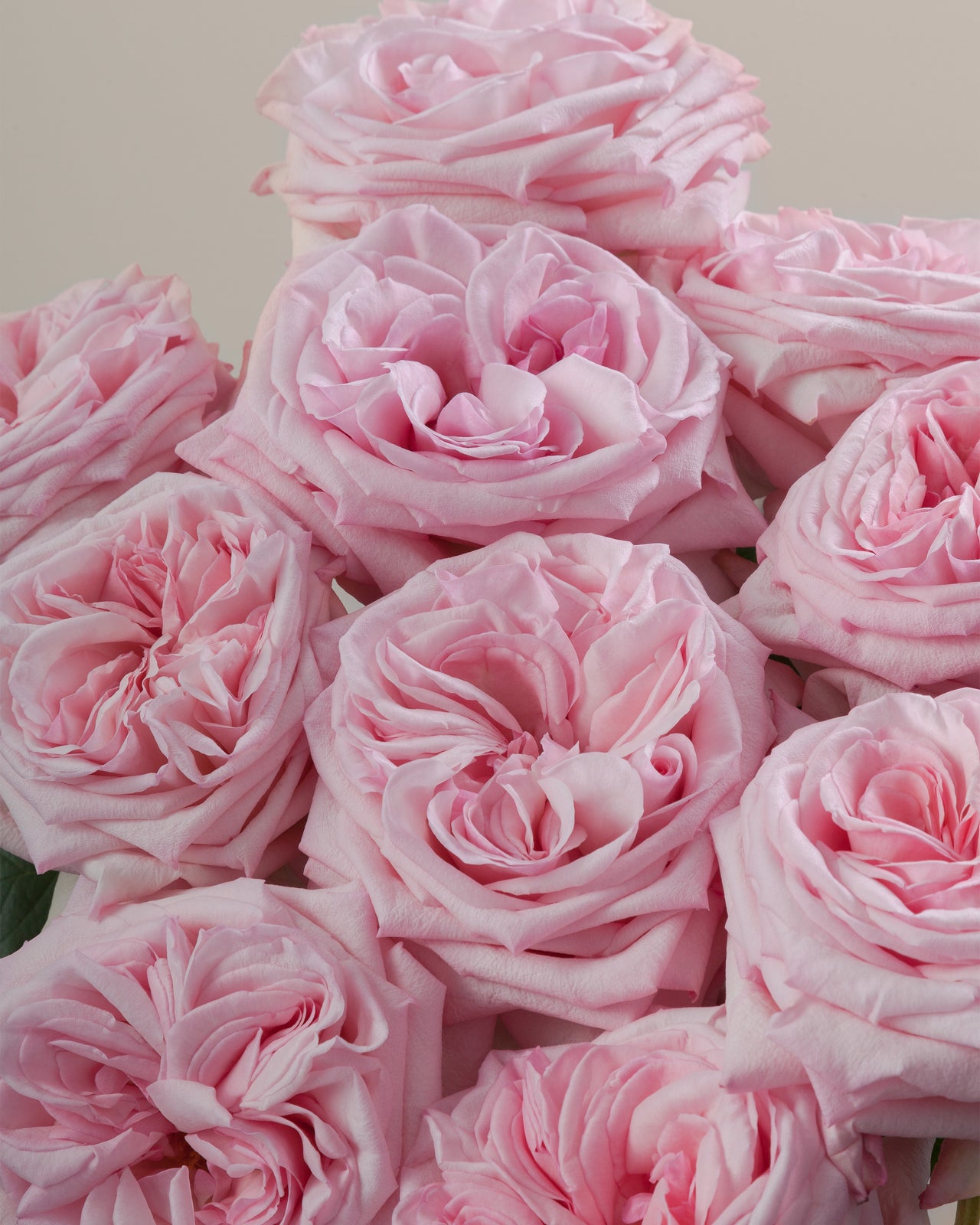 Spray Roses – Tavola