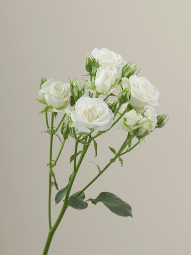 Spray Roses – Tavola